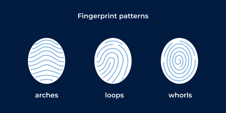 Fingerprint Identification - Definition, FAQs - Innovatrics